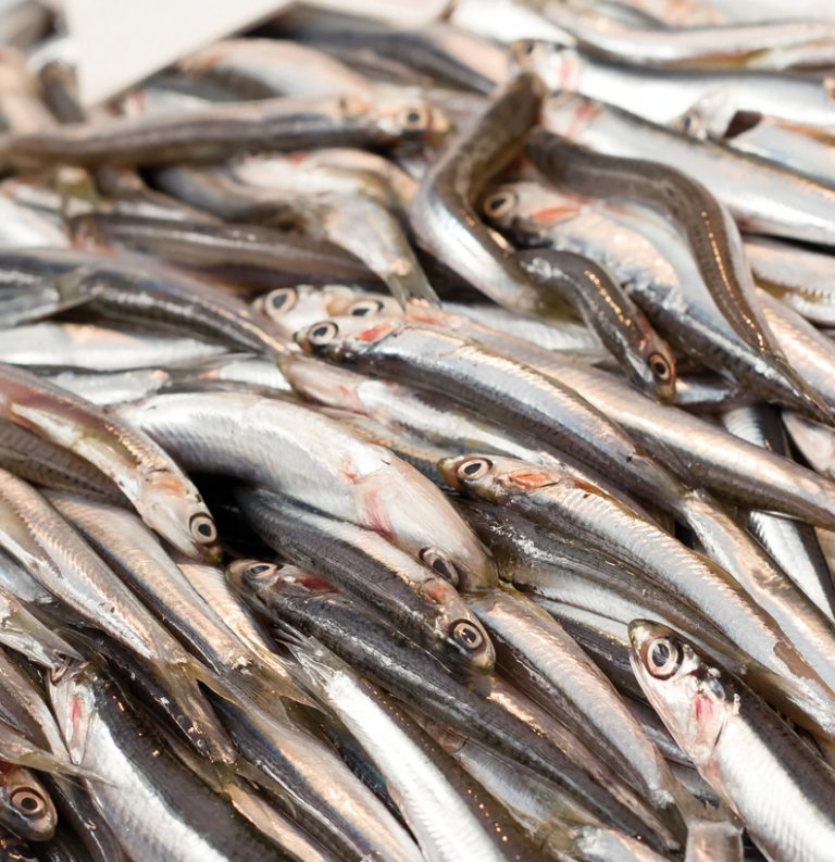 Il existe deux types d’anchois : les « anchois littoraux » d’eaux ...