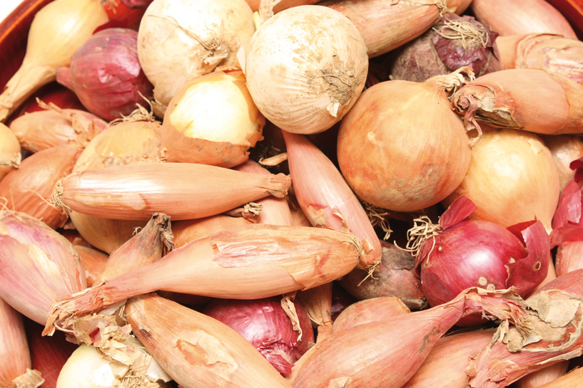 les oignons rouges de Toulouges, sont disponibles de juillet à août ...